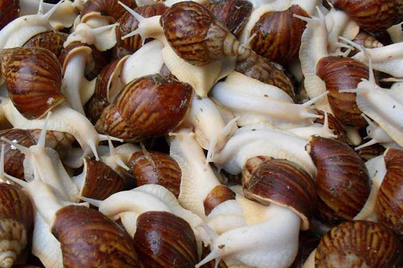 Commercial ultrasonic crayfish cleaning machine air bubble scallop ...