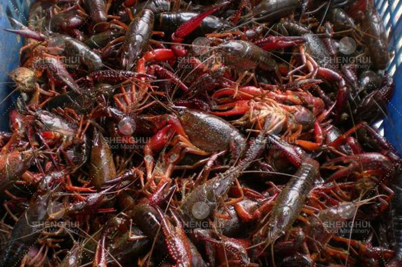 Commercial ultrasonic crayfish cleaning machine air bubble scallop ...