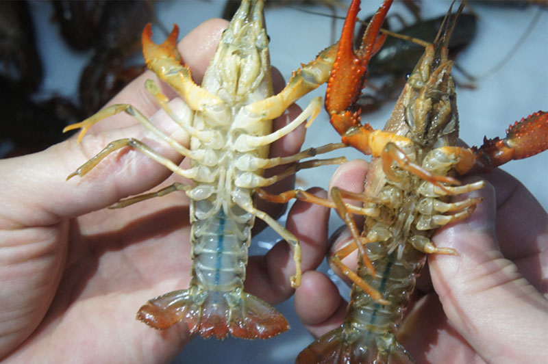 Commercial ultrasonic crayfish cleaning machine air bubble scallop ...