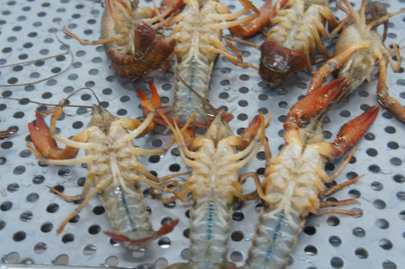 Commercial ultrasonic crayfish cleaning machine air bubble scallop ...